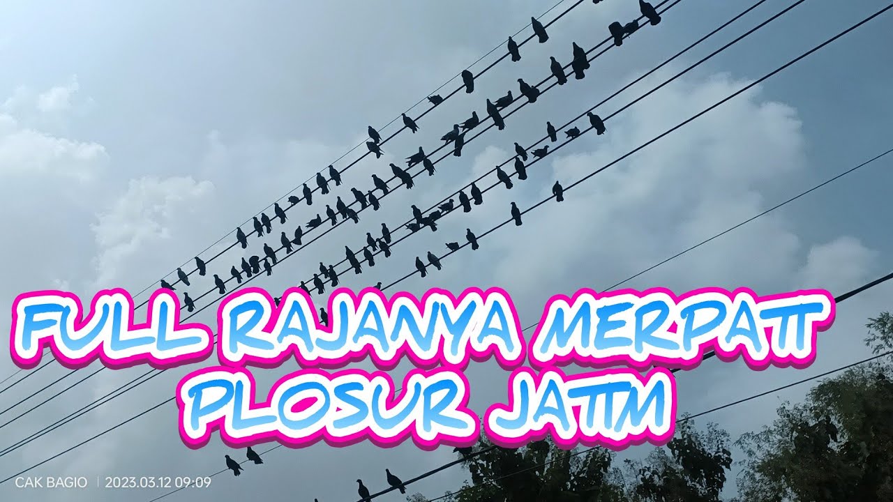 RAJANYA MERPATI PLOSUR CITO - YouTube