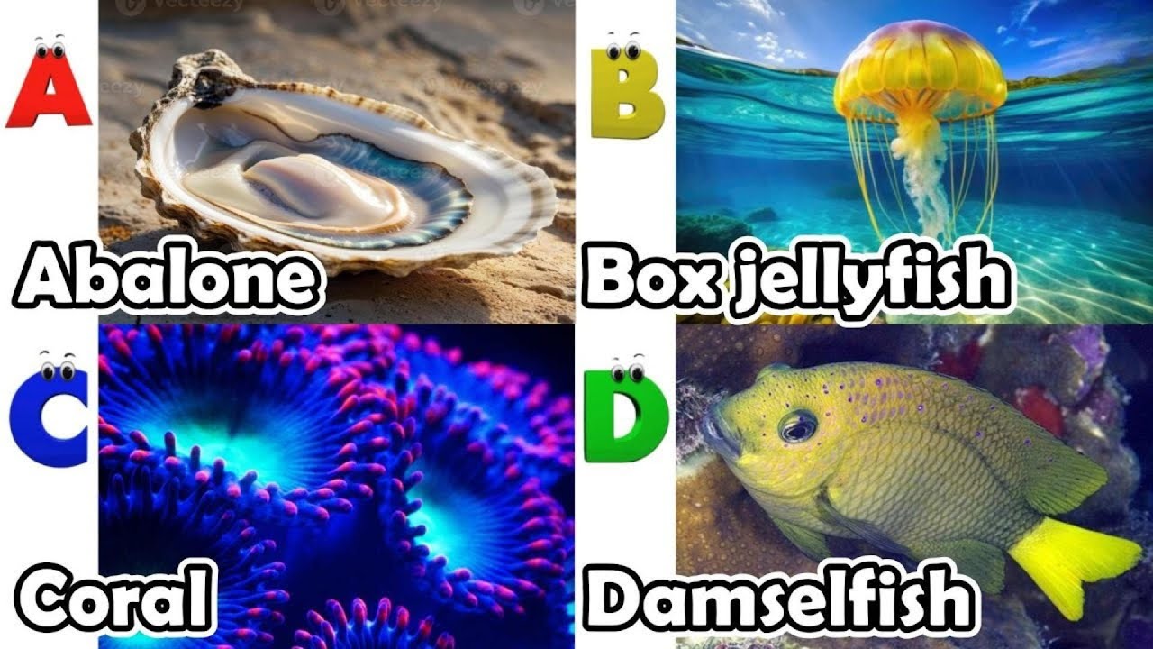ABC Sea Creatures Song | Sea Animals Song | Learn English, Alphabets ...