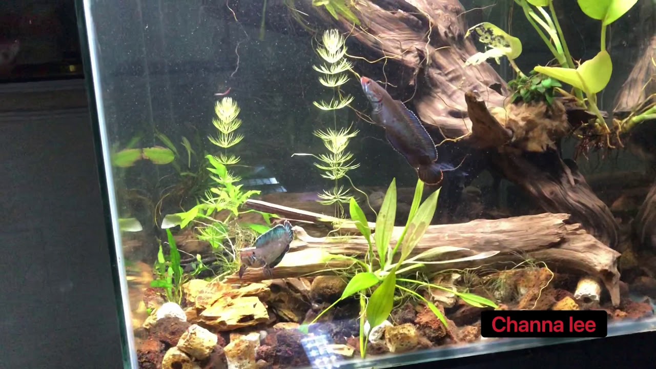 Channa andrao ( cá lóc cầu vòng vây xanh) săn mồi theo bầy đàn. - YouTube