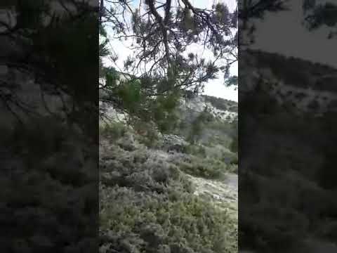 KANGAL VE DOMUZ  SİVAS 10/05/2019