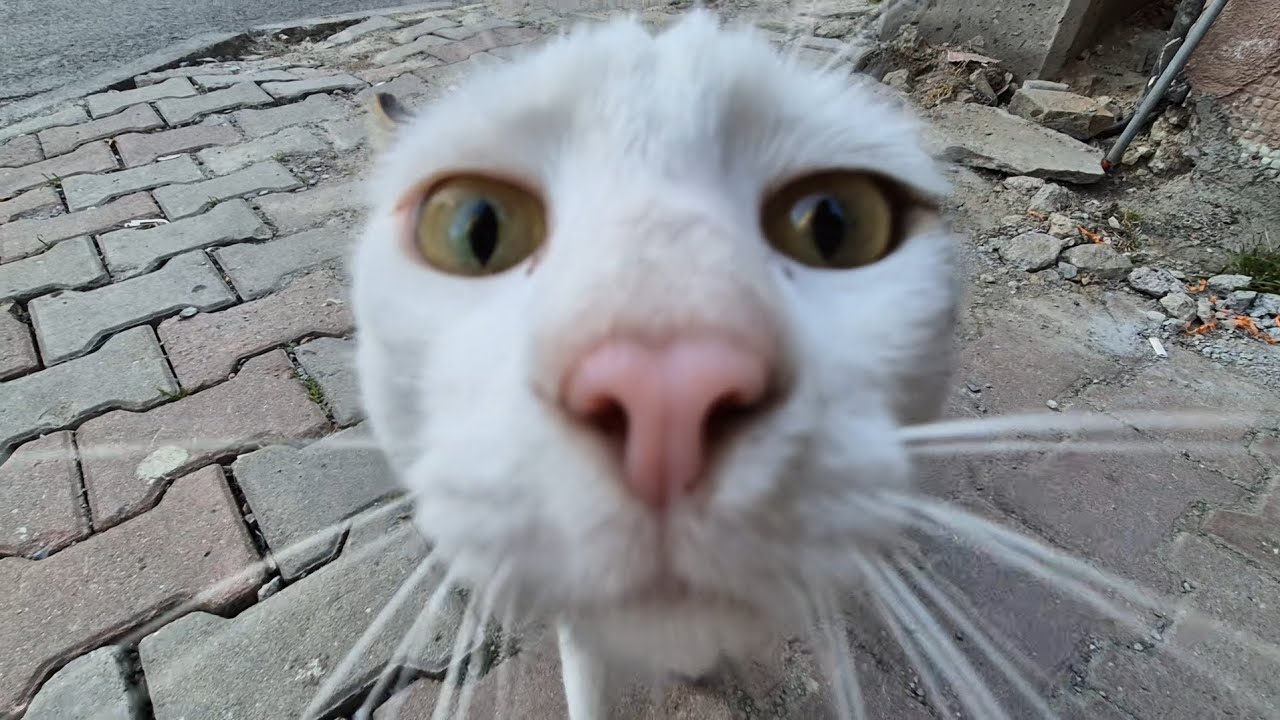 The Most Curious Cat I've Ever Seen. - YouTube