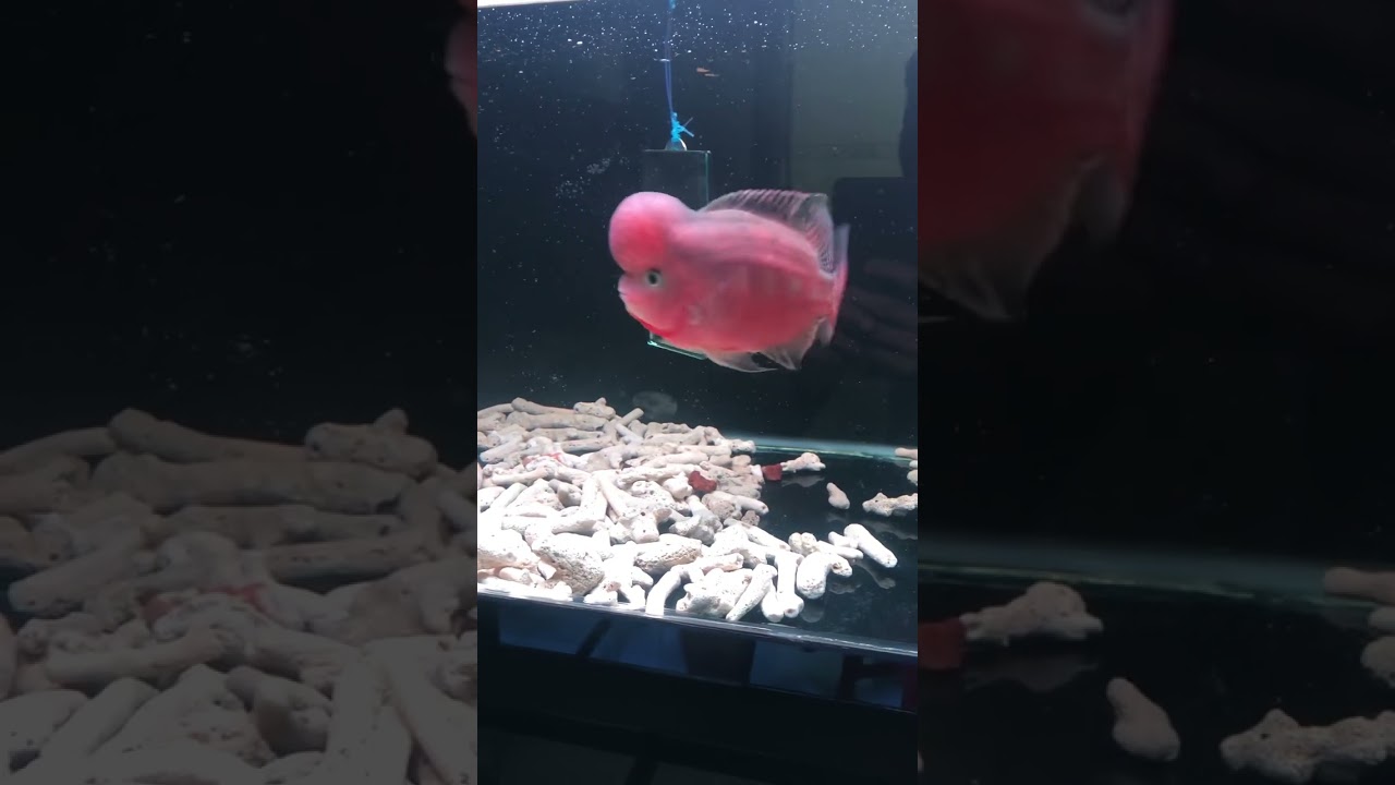 super red monkey flowerhorn fish baby my farm - YouTube