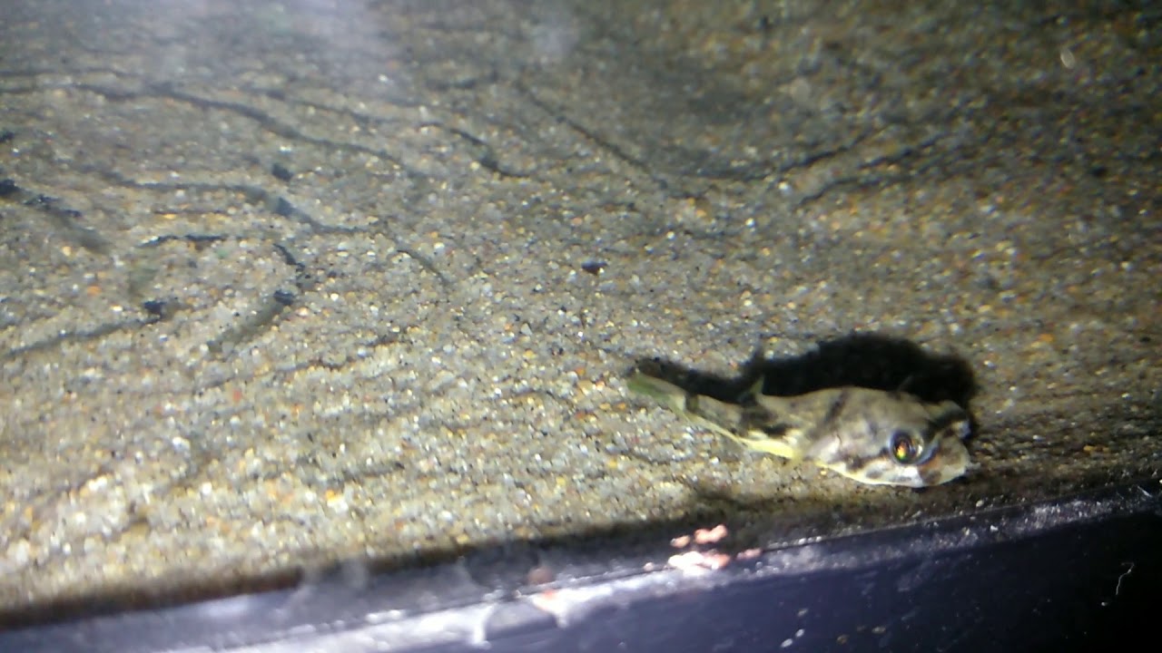NEW FISH.......My baby fahaka puffer.....(Jasper) - YouTube