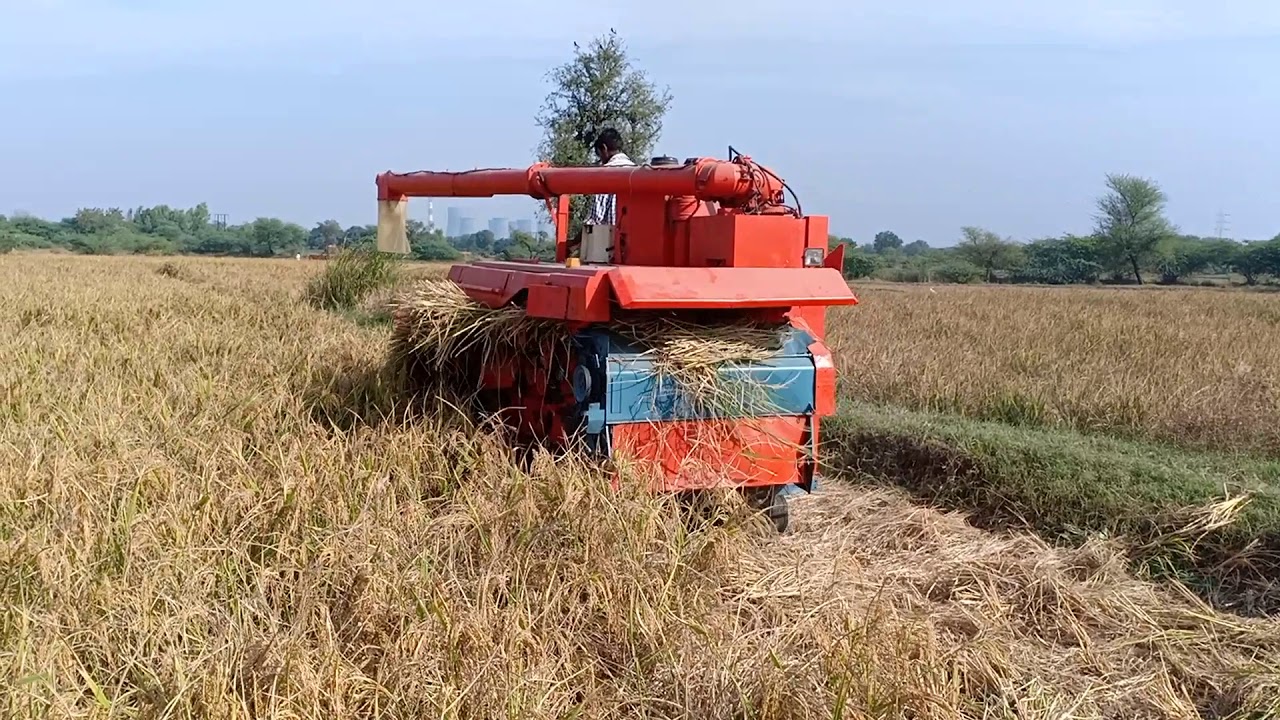 Paddy harvester machine - YouTube