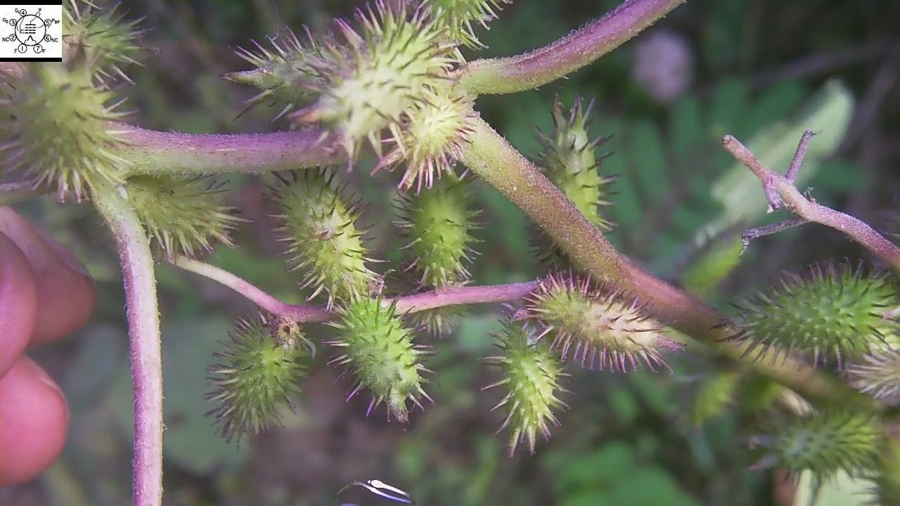 Rough Cocklebur - Xanthium strumarium - YouTube