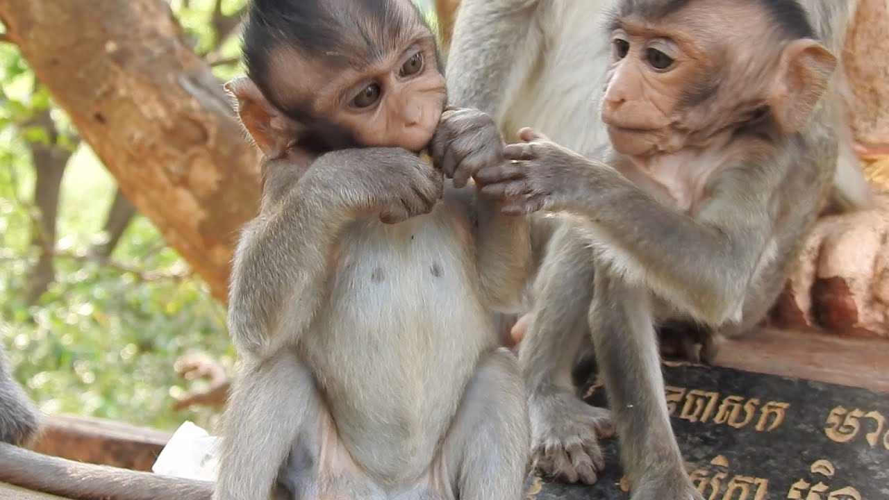 Gorgeous baby monkey 2020, Adorable action of Toyota follow mom find ...
