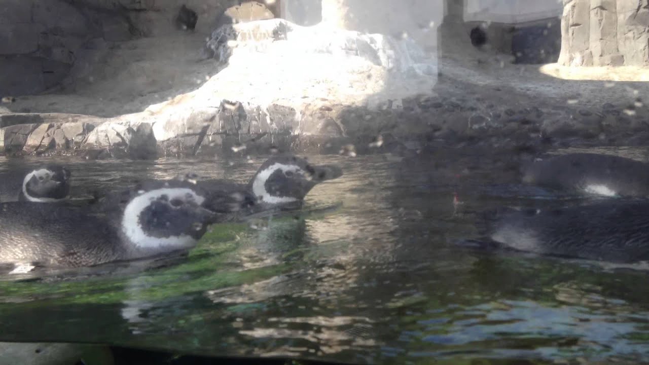 Sea World Penguins - YouTube