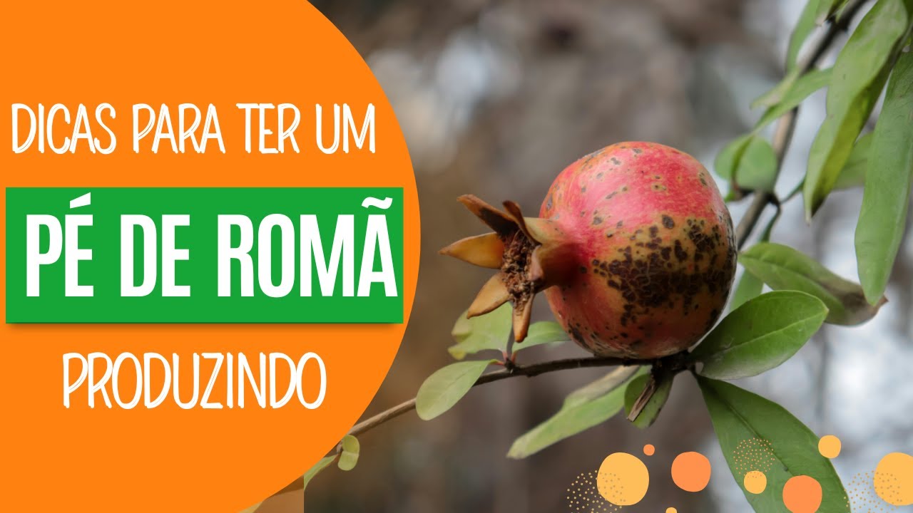 ROMÃ - Como plantar e cuidar de um pé de romã em casa | DICAS SIMPLES ...