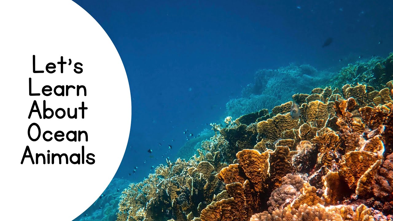 Let's Learn About Sea Animals | Welcome to the Ocean | Nursery Rhymes ...