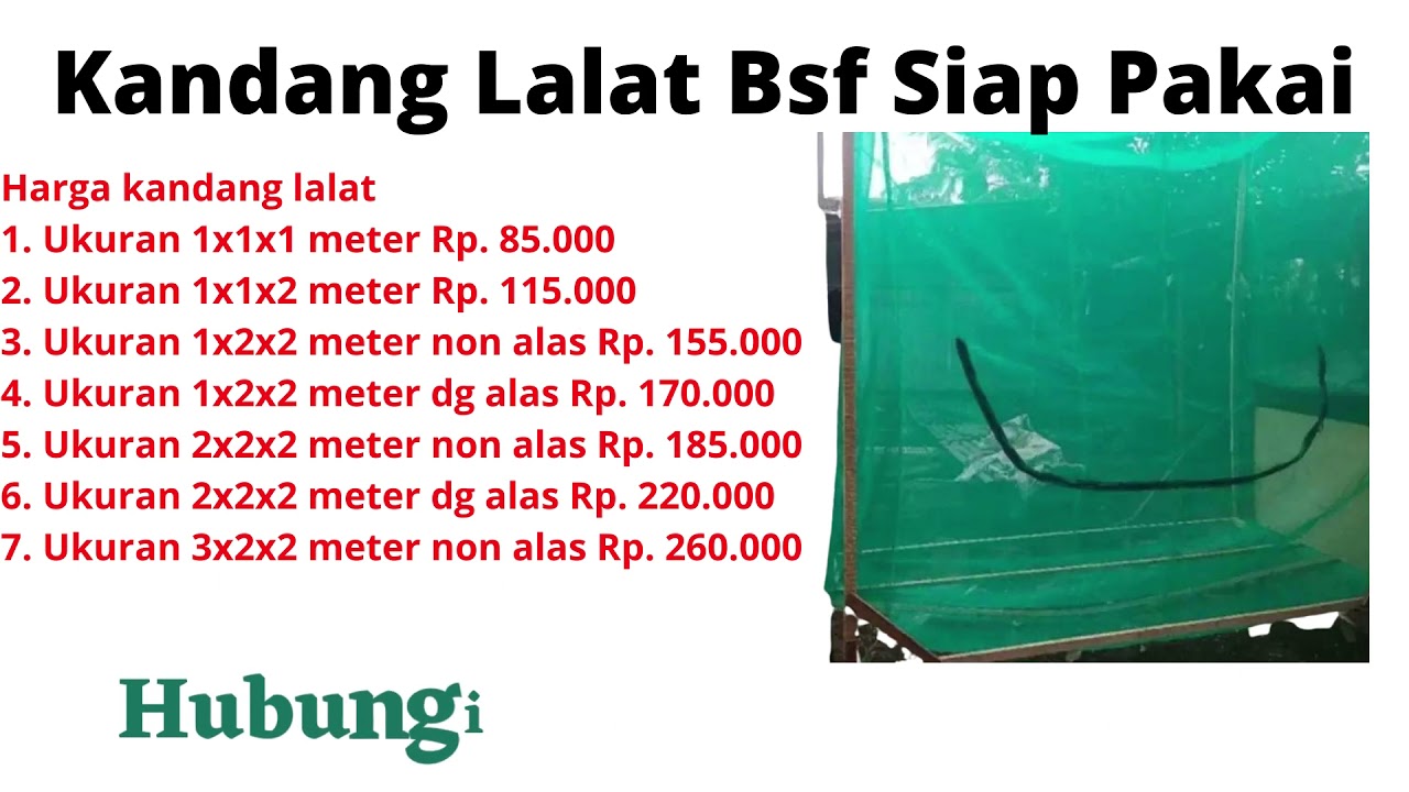 Jual Bibit Maggot Lalat Bsf BIBIT MAGOT - YouTube