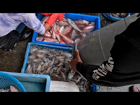 4K Crazy fresh red eye fish and Rosy seabass, 到港 剛卸貨 紅喉 紅目鰱 超鮮美 大溪漁港 ...