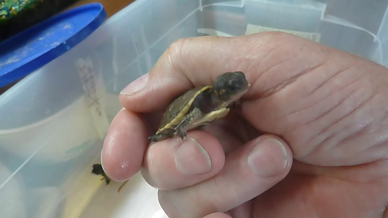 Caring for young box turtles - YouTube