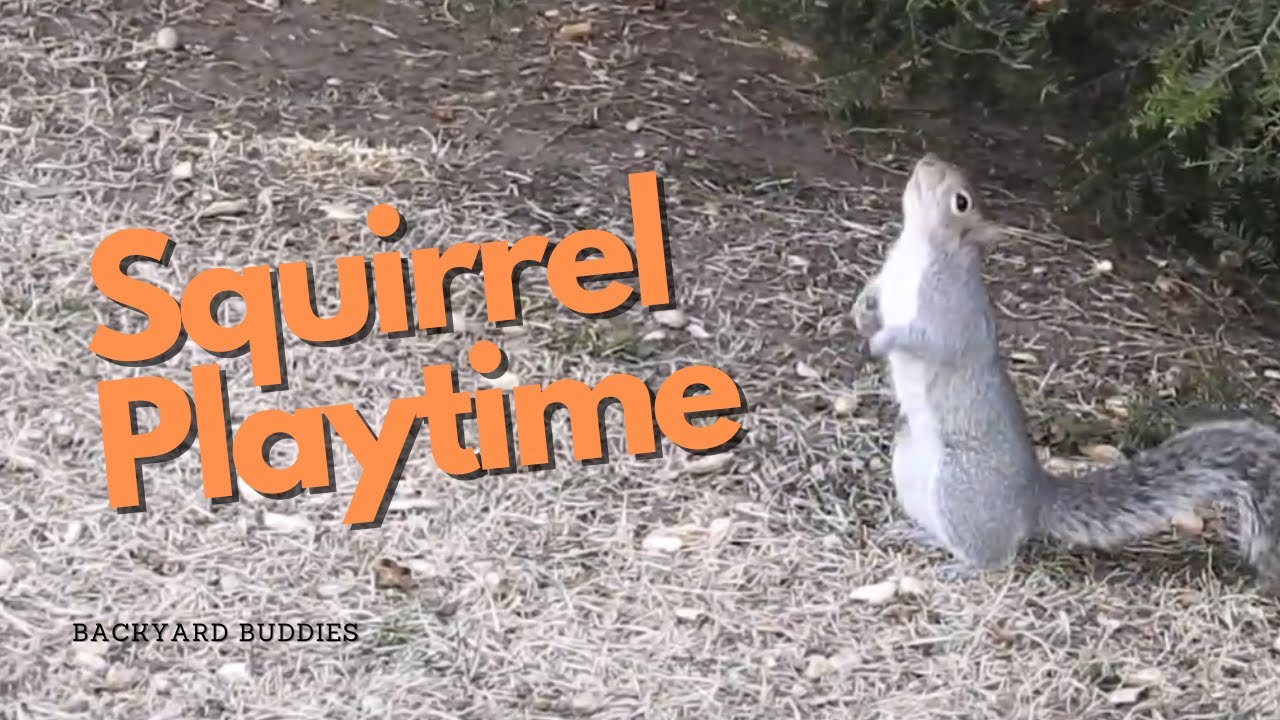 Wildlife Watching: Young Squirrel Playtime - YouTube