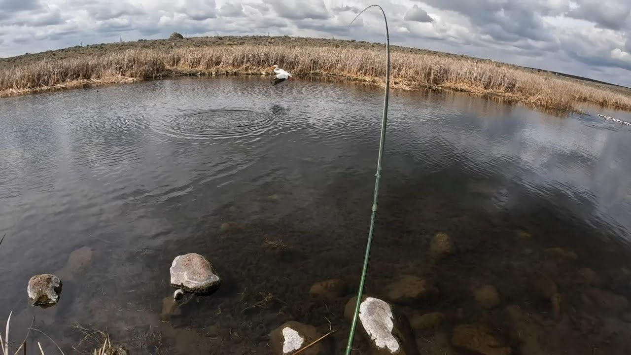 A pelican tries to eat a 4 1/2 pound trout I'm playing. - YouTube