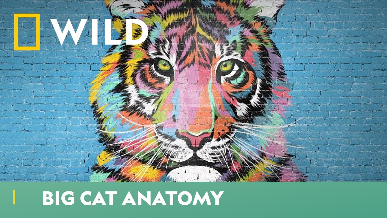 What Makes Big Cats Fierce Predators? | Big Cat Week | National ...