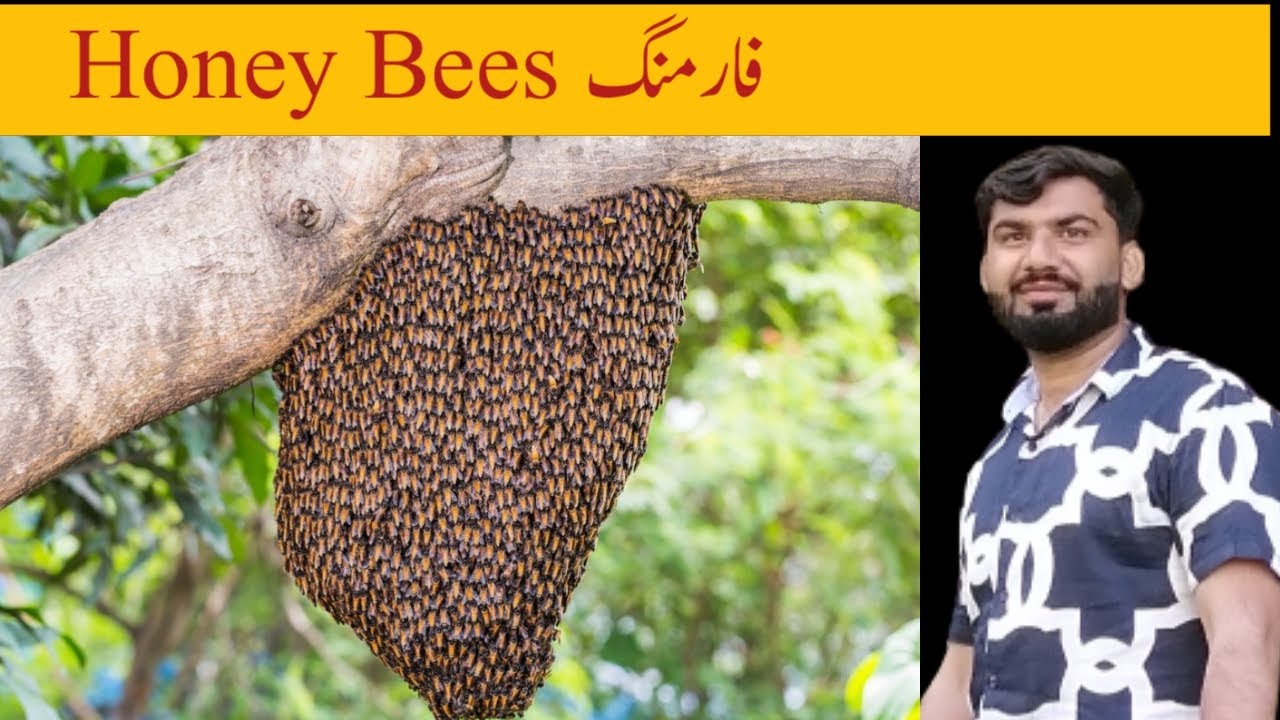 Honey Bee Form in Pakistan| How to Do Honey Bee Farming Business in ...