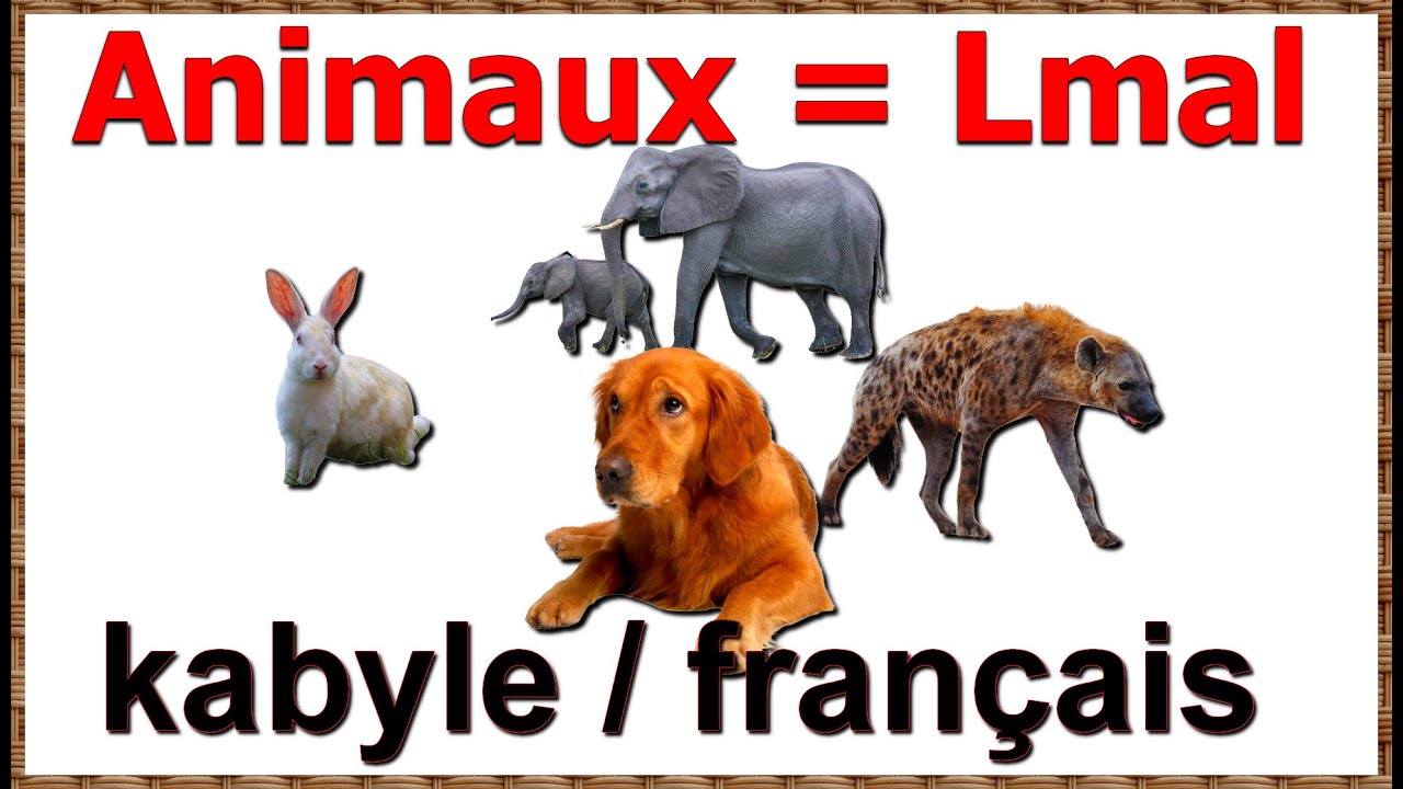 Animaux en kabyle français vidéo 2 - YouTube