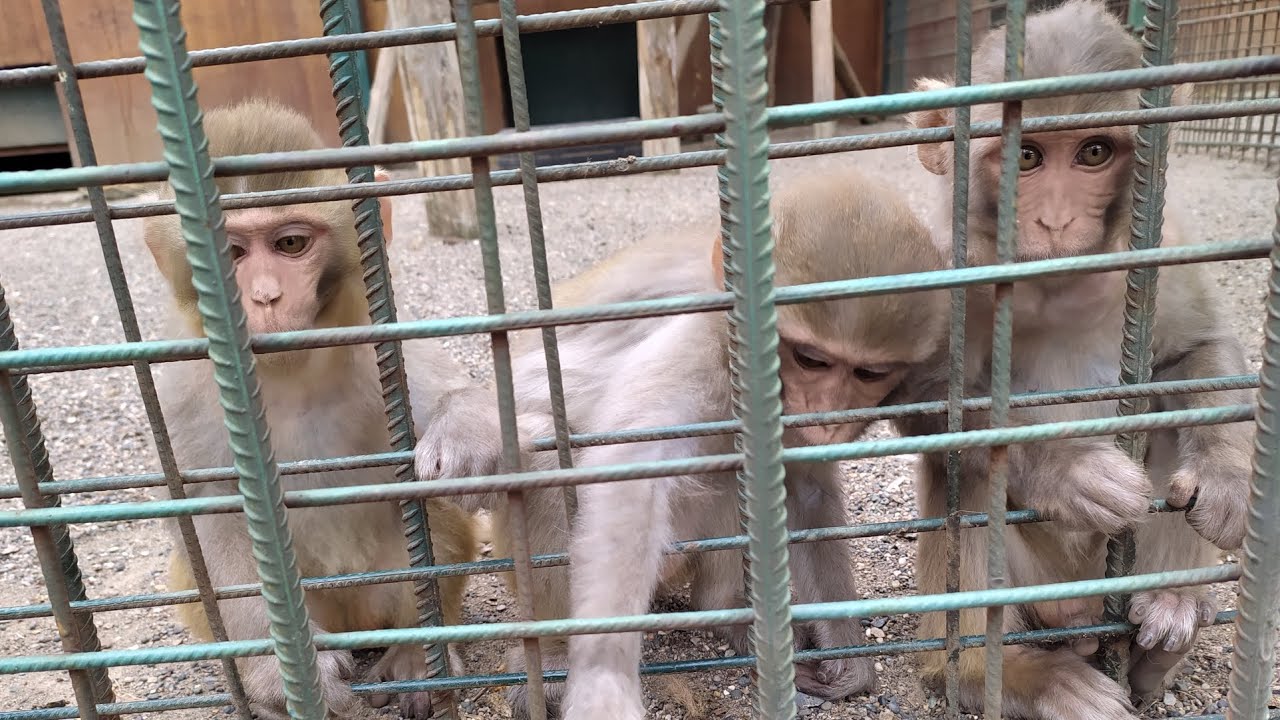 Baby macaque monkeys eat figs - YouTube