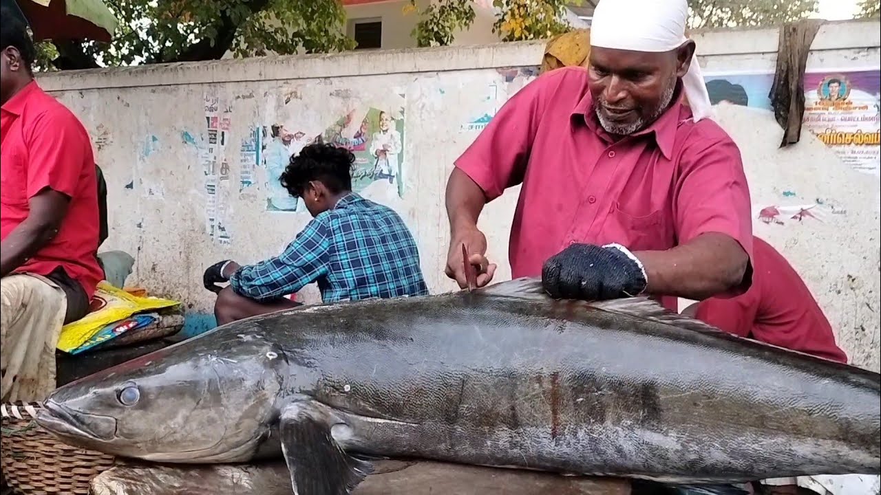 😲 30 Kg Giant Cobia Fish Cutting Skills | Kasimedu Market | rsk fish ...