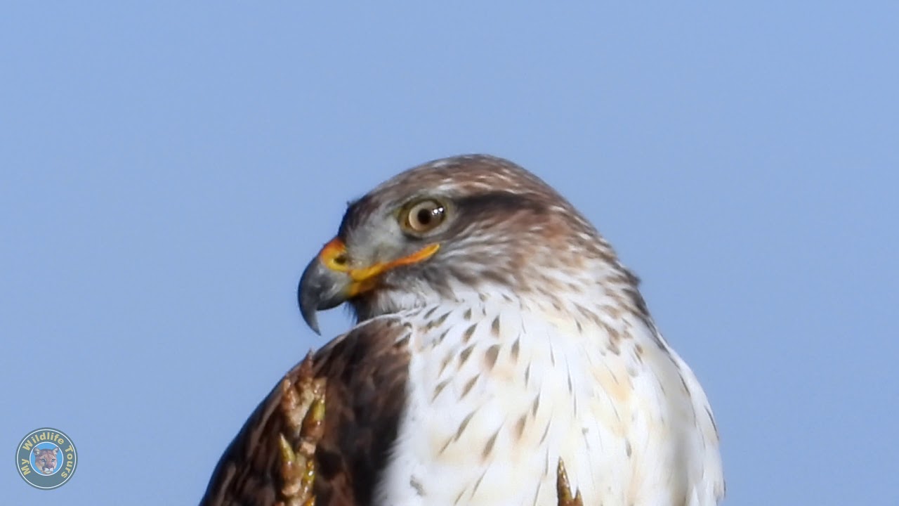 Ferruginous Hawks (Hygiene Colorado) - YouTube