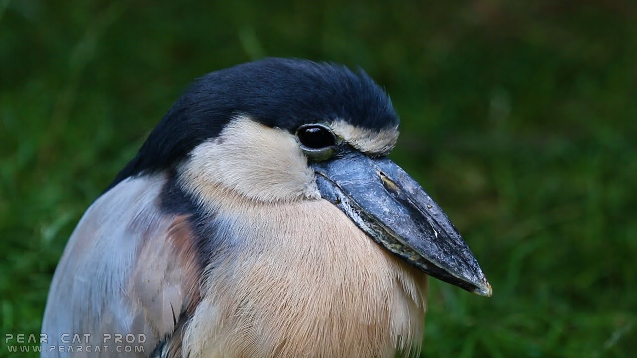 Savacou huppé - Pastille à Pairi Daiza ( Boat-billed heron ...