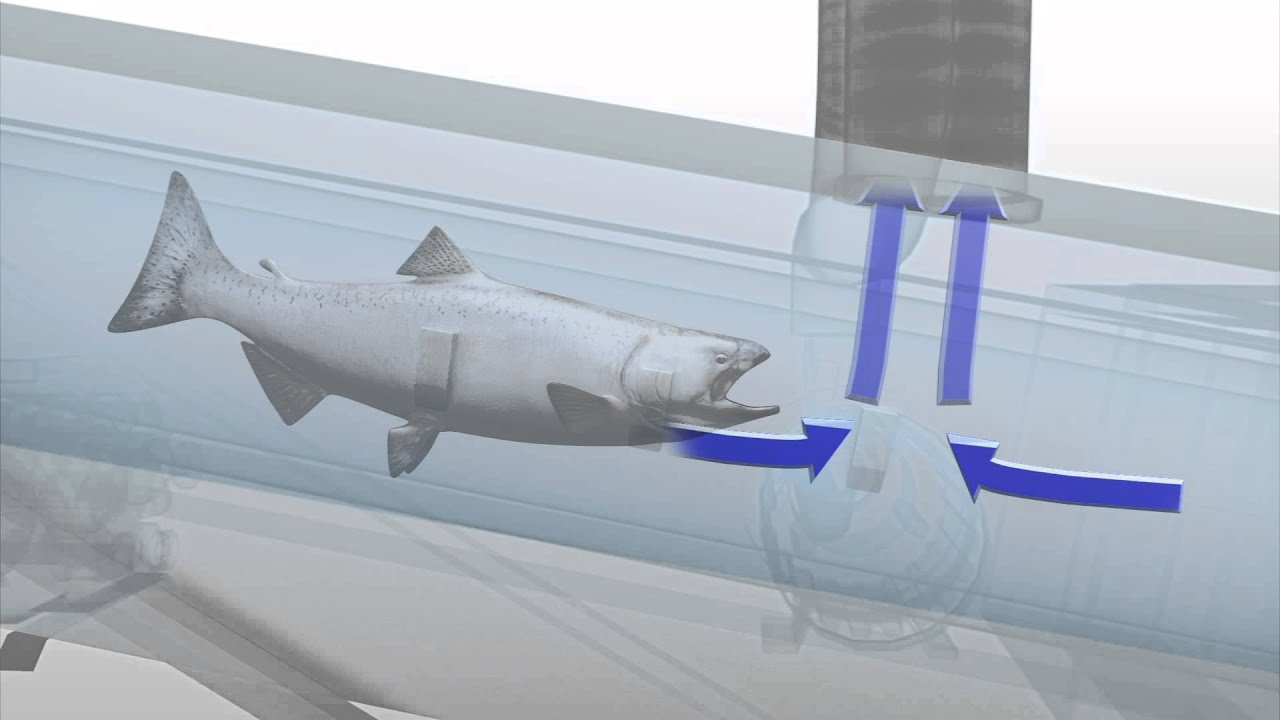 ‘Salmon cannon’ shoots fish upstream for spawning - YouTube