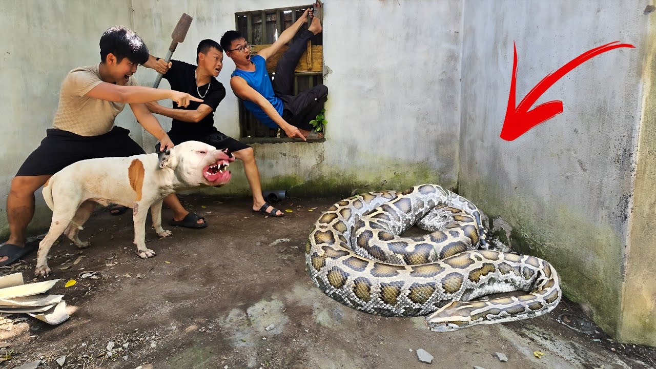 Brave Expert Uses Pitbull Dog Catch Giant Python and 100 Snakes - YouTube