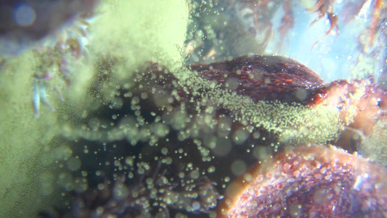 Gumboot chiton releasing eggs - YouTube