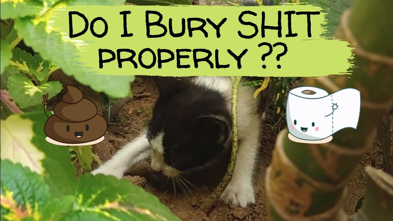 Stray Kitten try to bury his POOP - YouTube