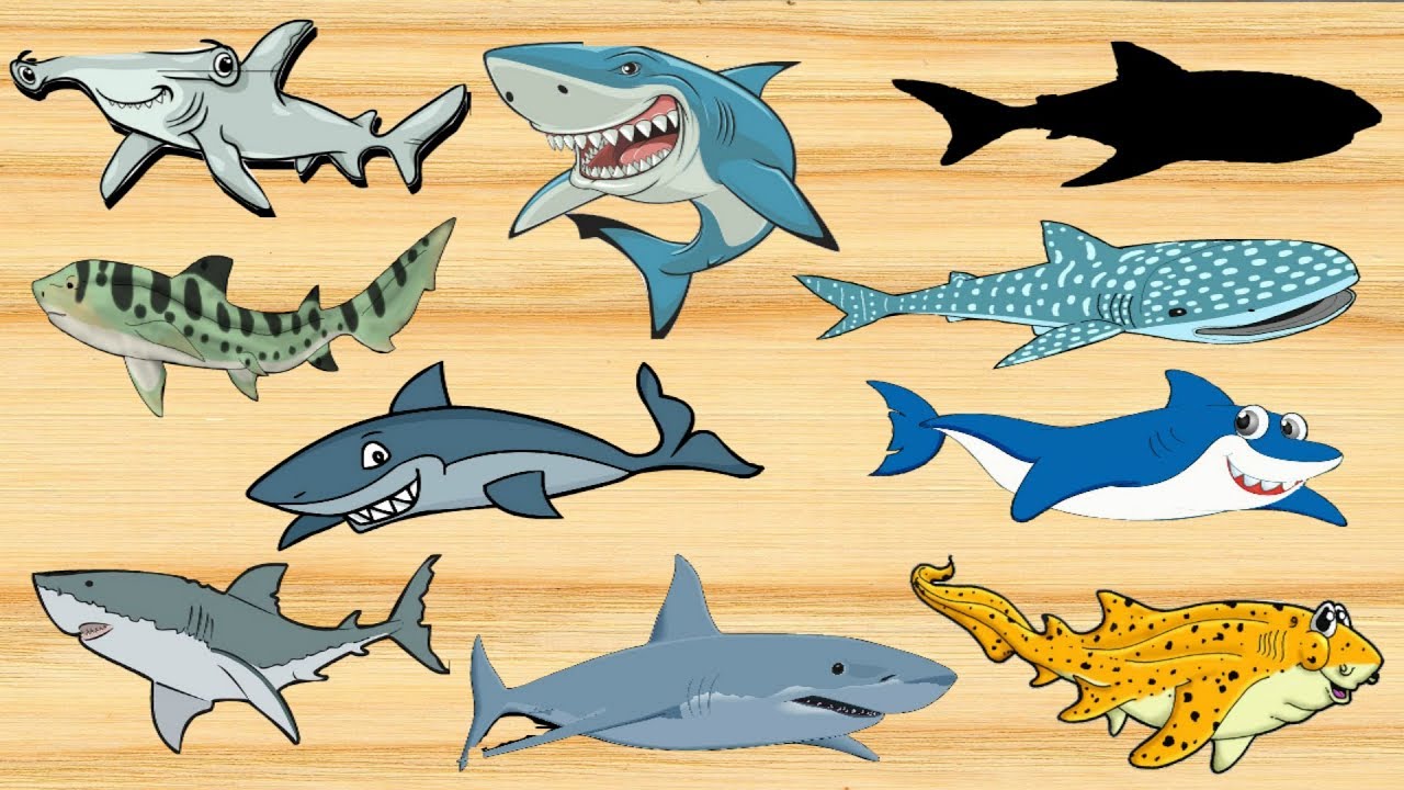 Shark Names Sea Animals For Children - Learning Sea Animals Water Ocean ...