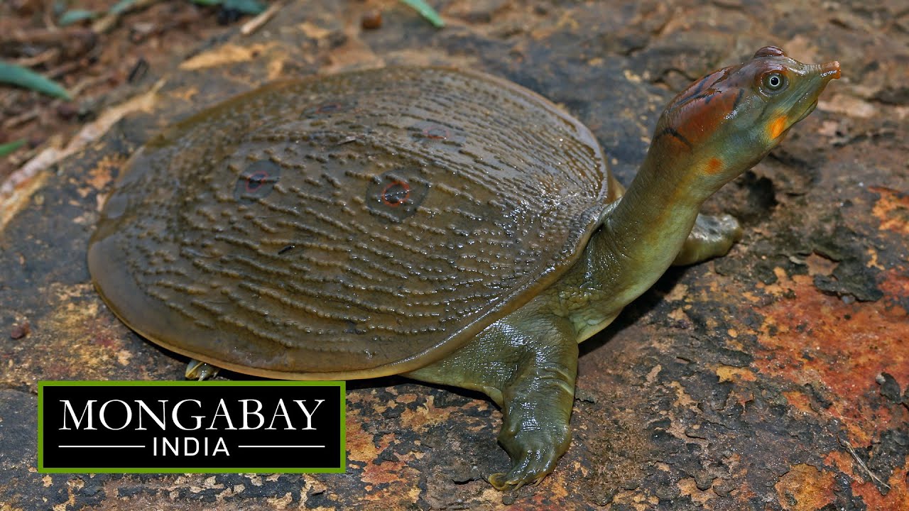 Finding more about India's freshwater turtles and tortoises - YouTube