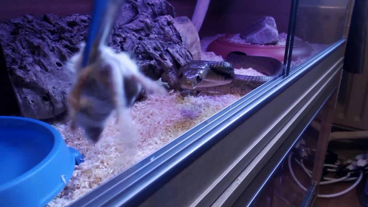 Unicolor Cribo Striking [1080P] - YouTube