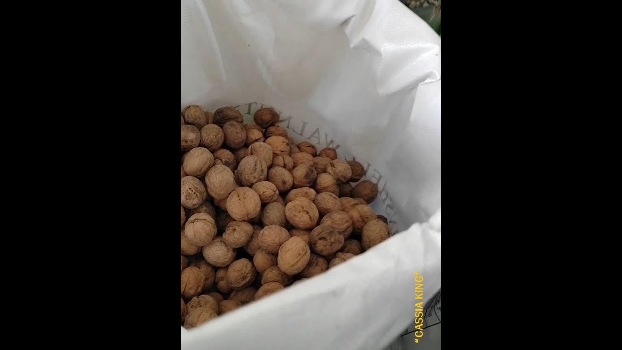 New 185 walnuts are under production. 🇨🇳#185walnutinshell #cassiaking#yunnanwalnutinshell - YouTube