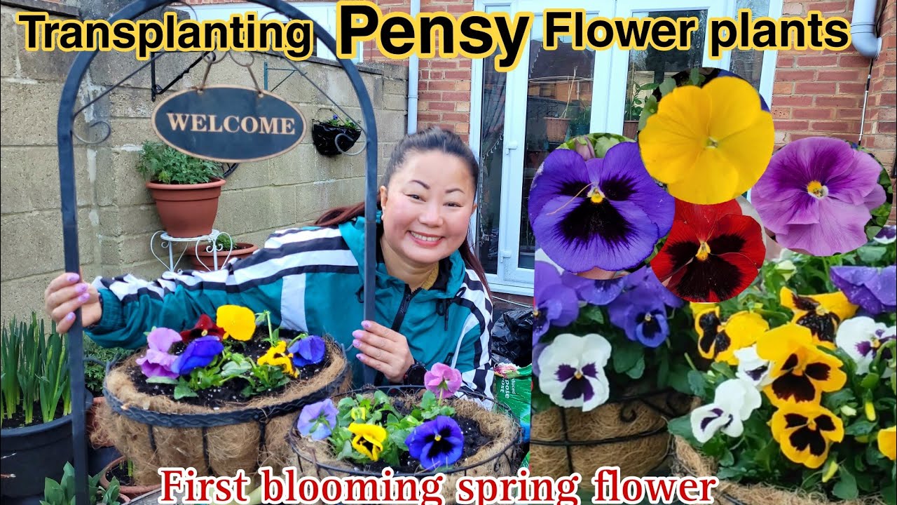 Transplanting Pansy Flower | Nepali Gardening Vlog - YouTube