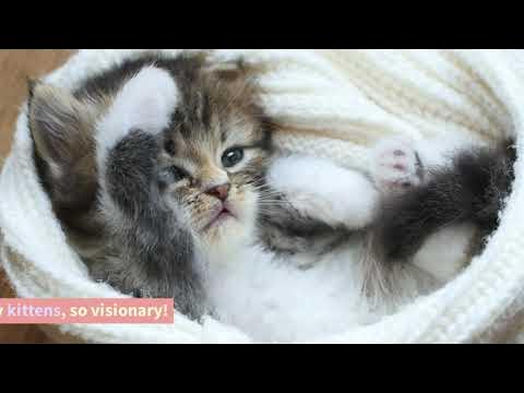 The Whimsical Tale of Tiny Kittens and Baby Mittens - YouTube