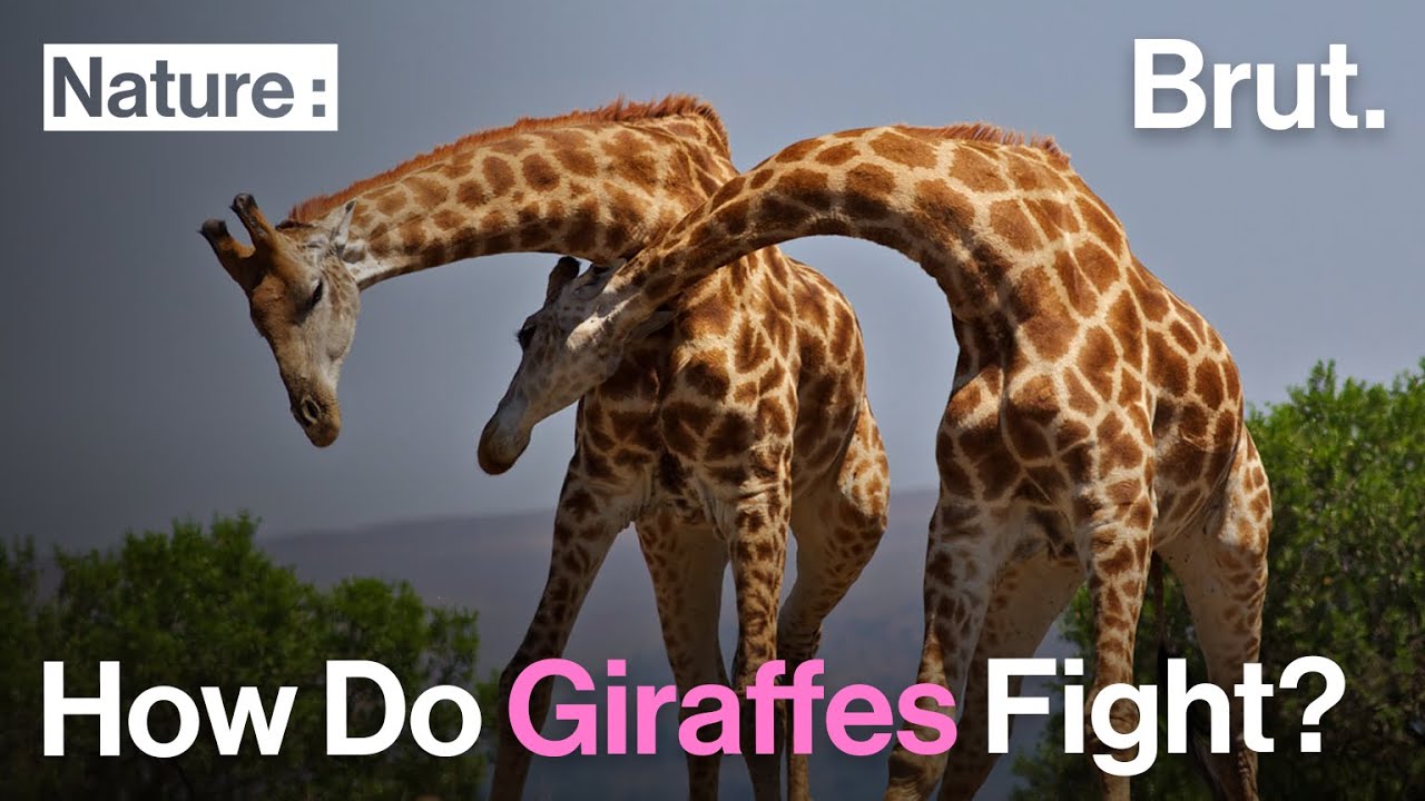 How Do Giraffes Fight? - YouTube