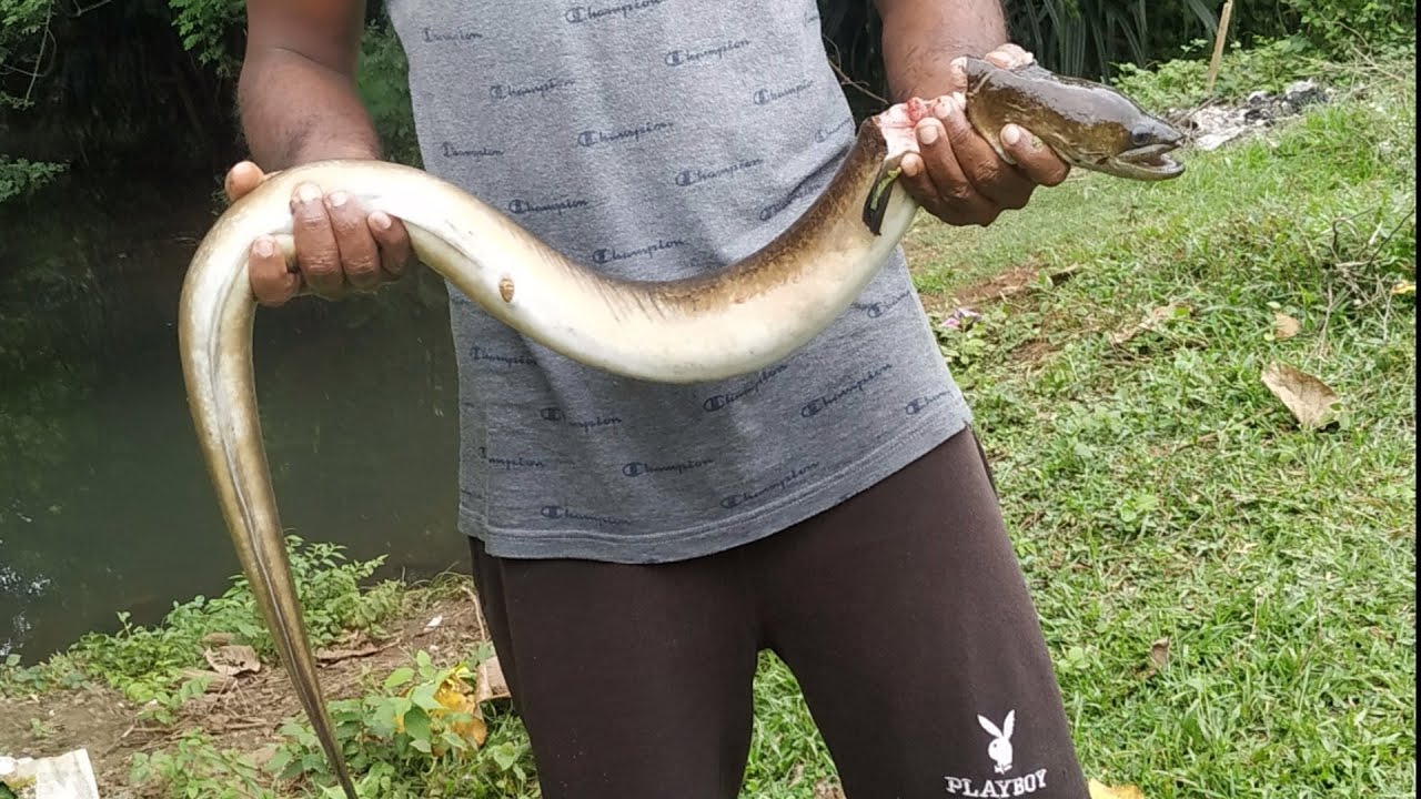 He droped a monster! Village fish hunting. Big eel fish(Malinjeel ...