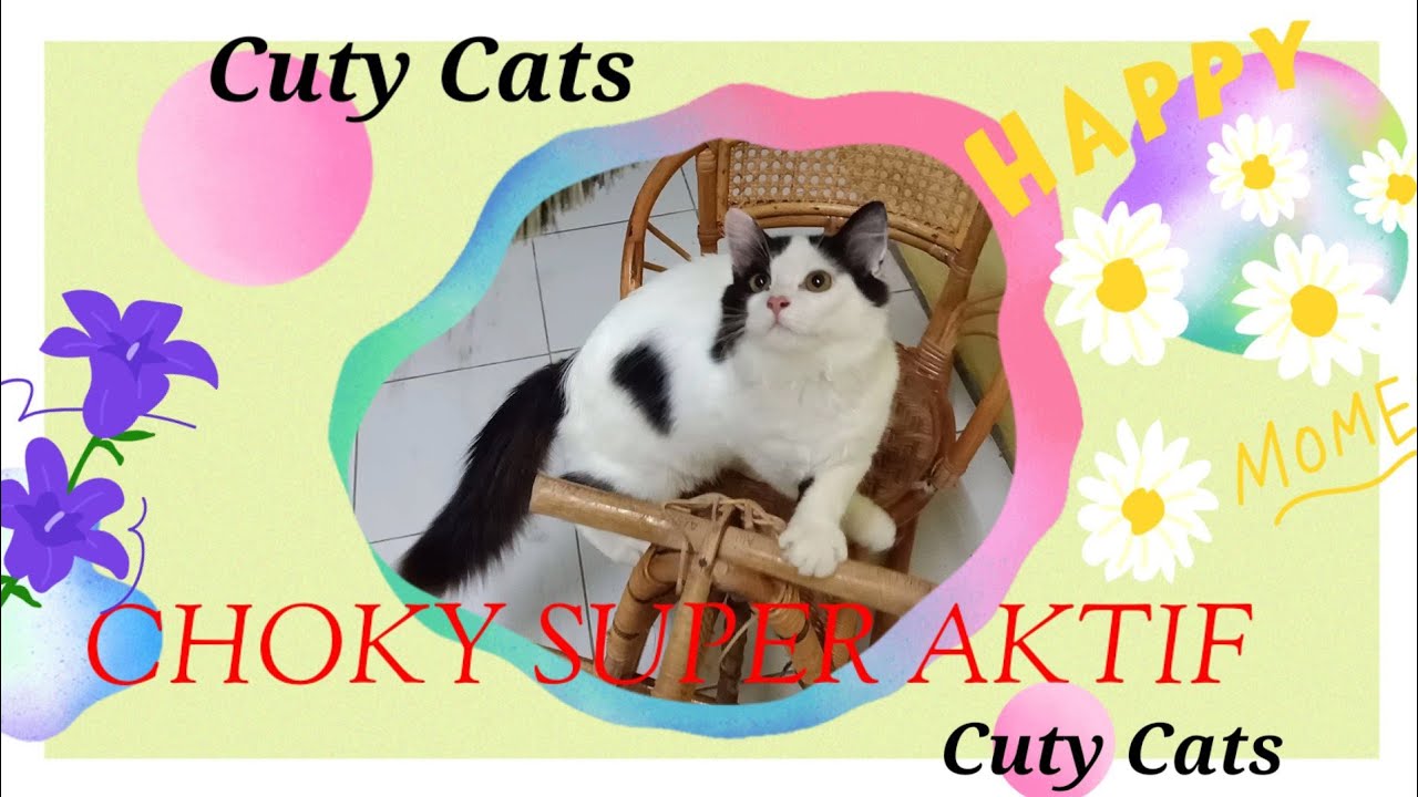 VIDEO KUCING || BERMAIN BERSAMA KA CHOKY || Cuty Cats - YouTube