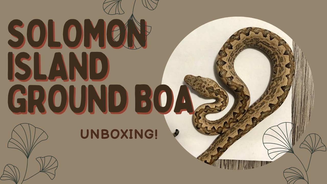 Solomon island ground boa Unboxing! Reptile Shipment: Candoia bibroni ...