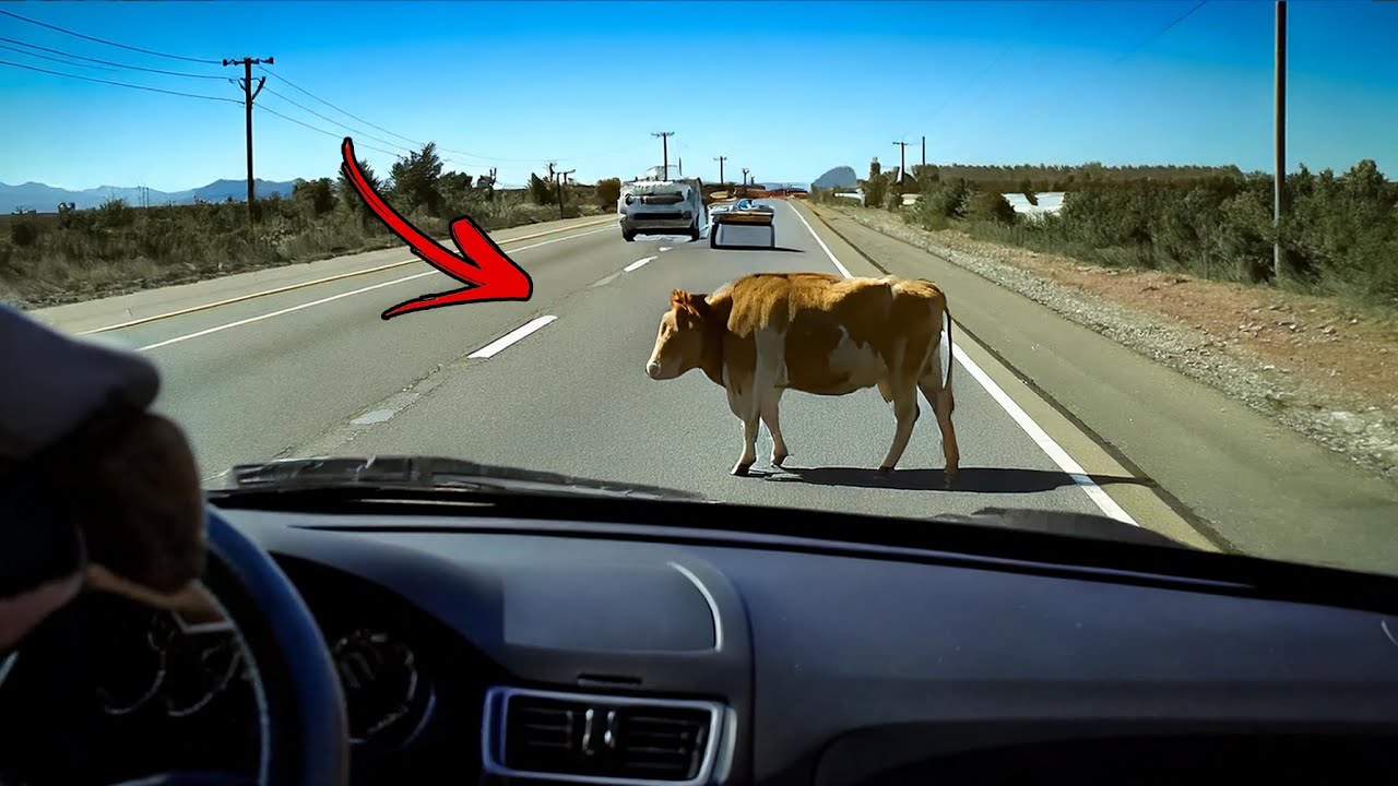 13 Shocking Moments When Animals Collided with Cars - YouTube