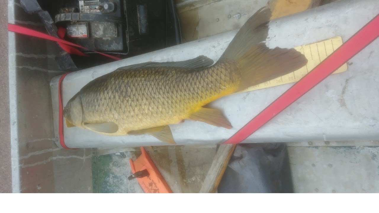 common carp catch and cook - YouTube