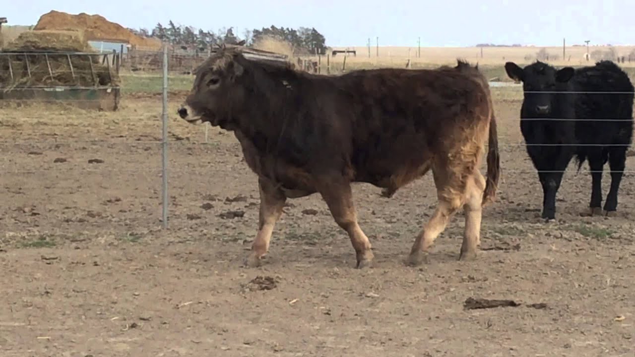 2016 Big Blue Braunvieh Bulls - YouTube