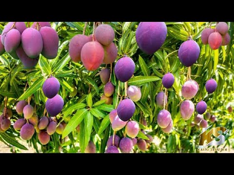 Budidaya mangga Irwin di Australia- Irwin mango farm in Australia||panen raya buah mangga Irwin