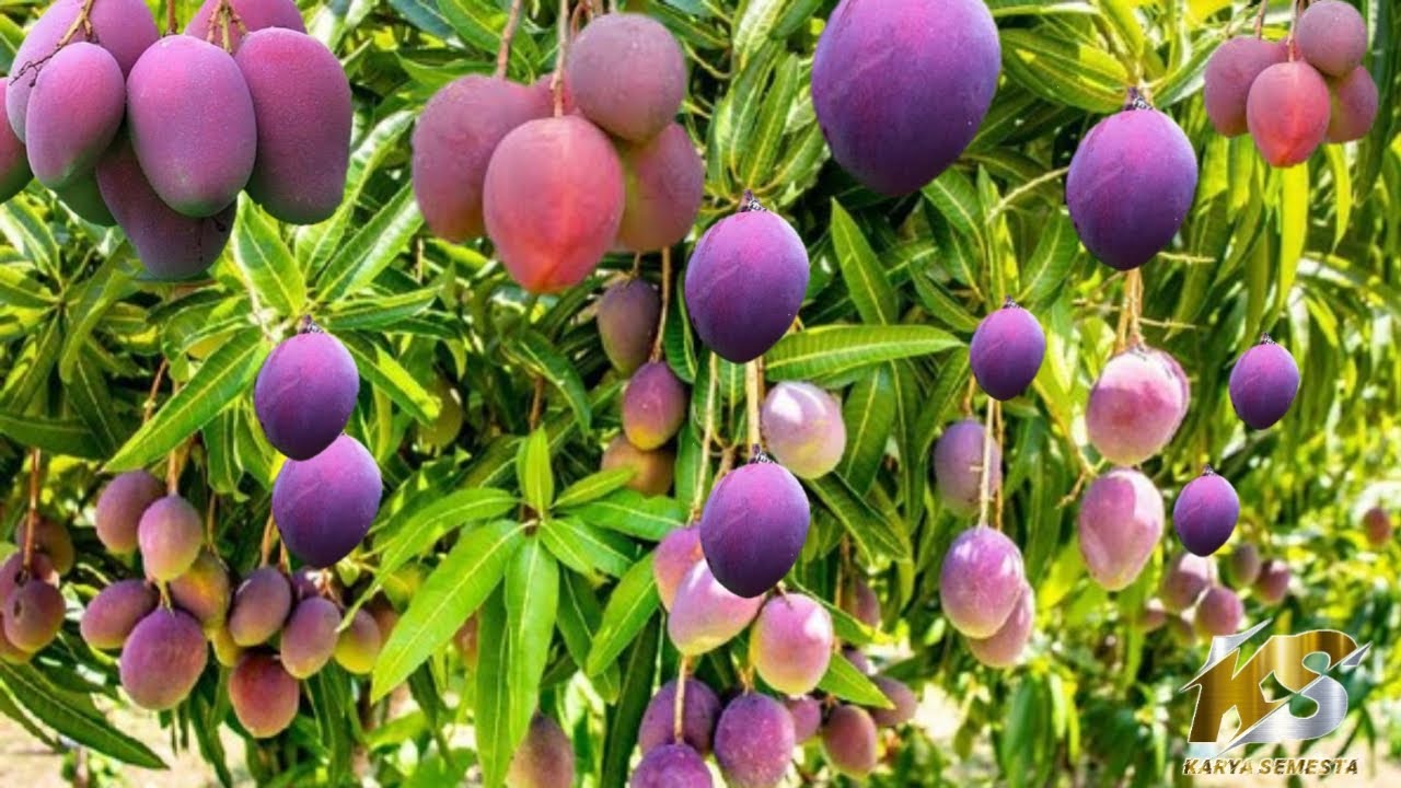 Budidaya mangga Irwin di Australia- Irwin mango farm in Australia ...