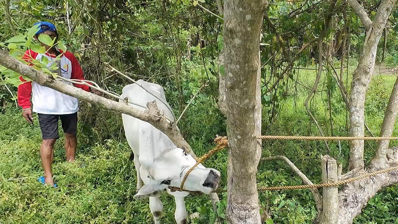 Maagang Napawalay ang Bisiro(guya) #happyfarming 🦬🦬🐄😃👆 - YouTube
