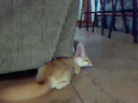 Grumpy Little Fennec Fox Slides to Home - YouTube