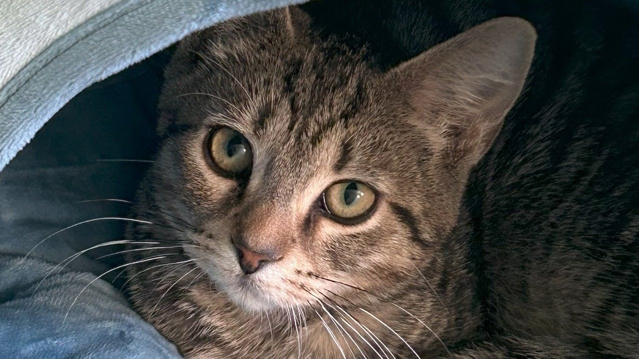 Monday w/ Mack The CAT #1 - YouTube