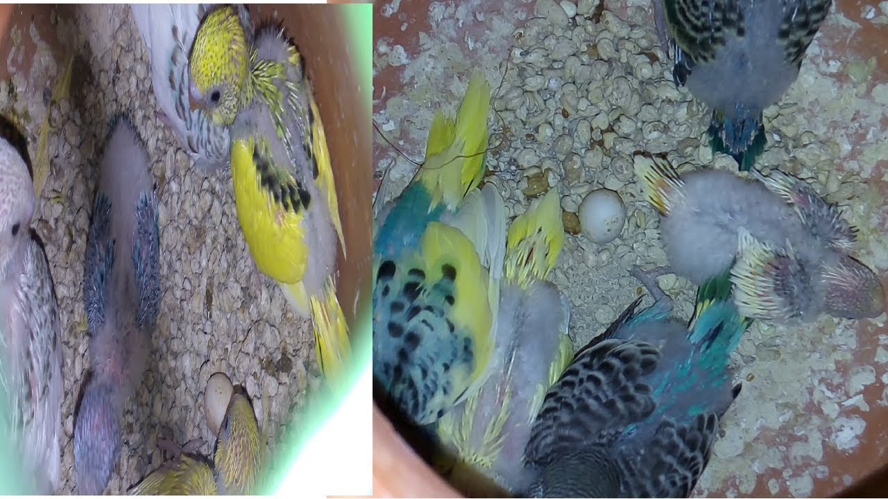 Budgies Parrots colony progress | Breeding Season | - YouTube