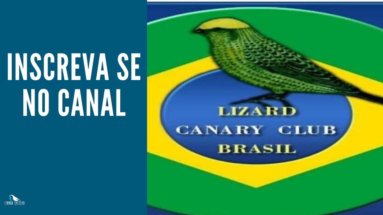 LCCB Lizard Canary Club Brasil - YouTube