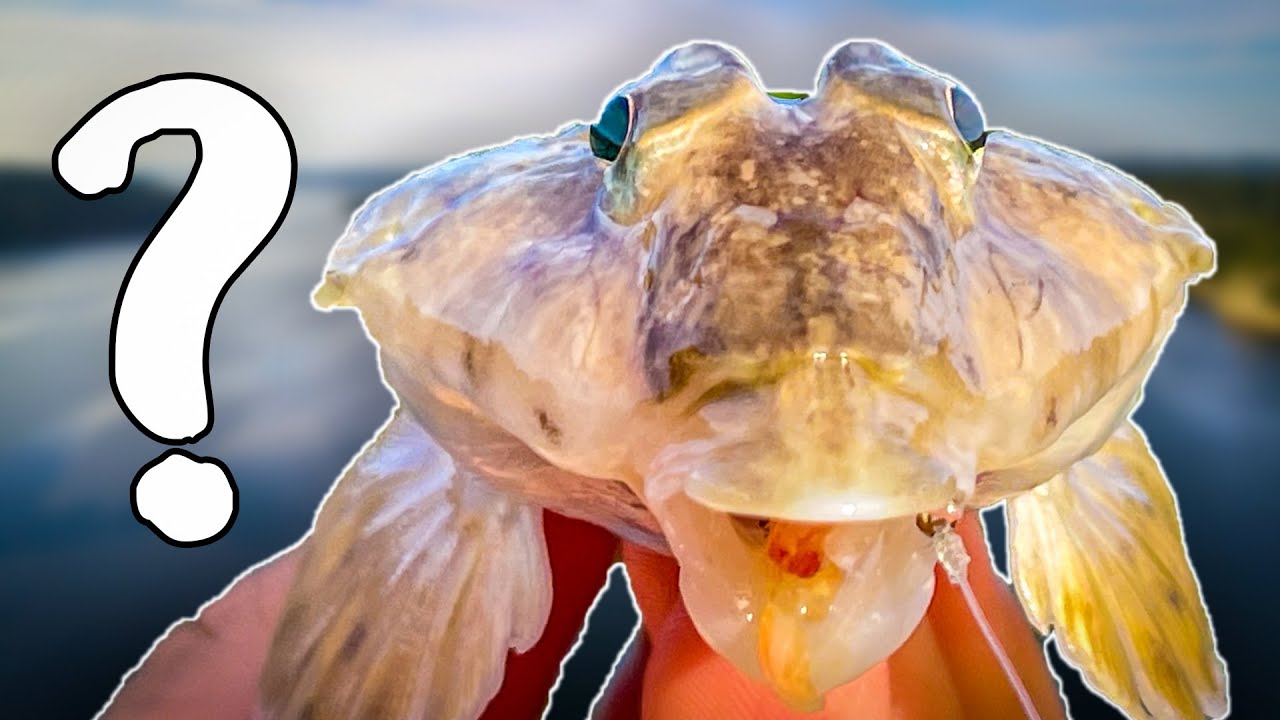 Fishing MYSTERIOUS UGLY Fish That Swims In Swedish Sea | Team Galant ...